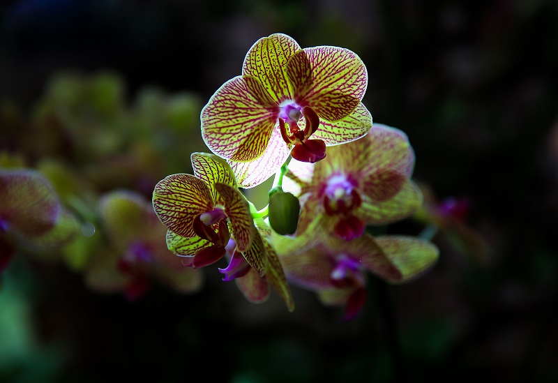 World Orchids Association